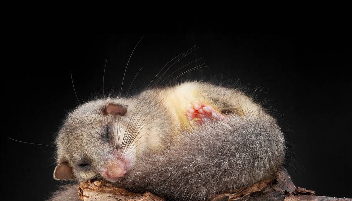 Winterschlaf & Winterstarre: Strategien der Wildtiere - Weidwerk