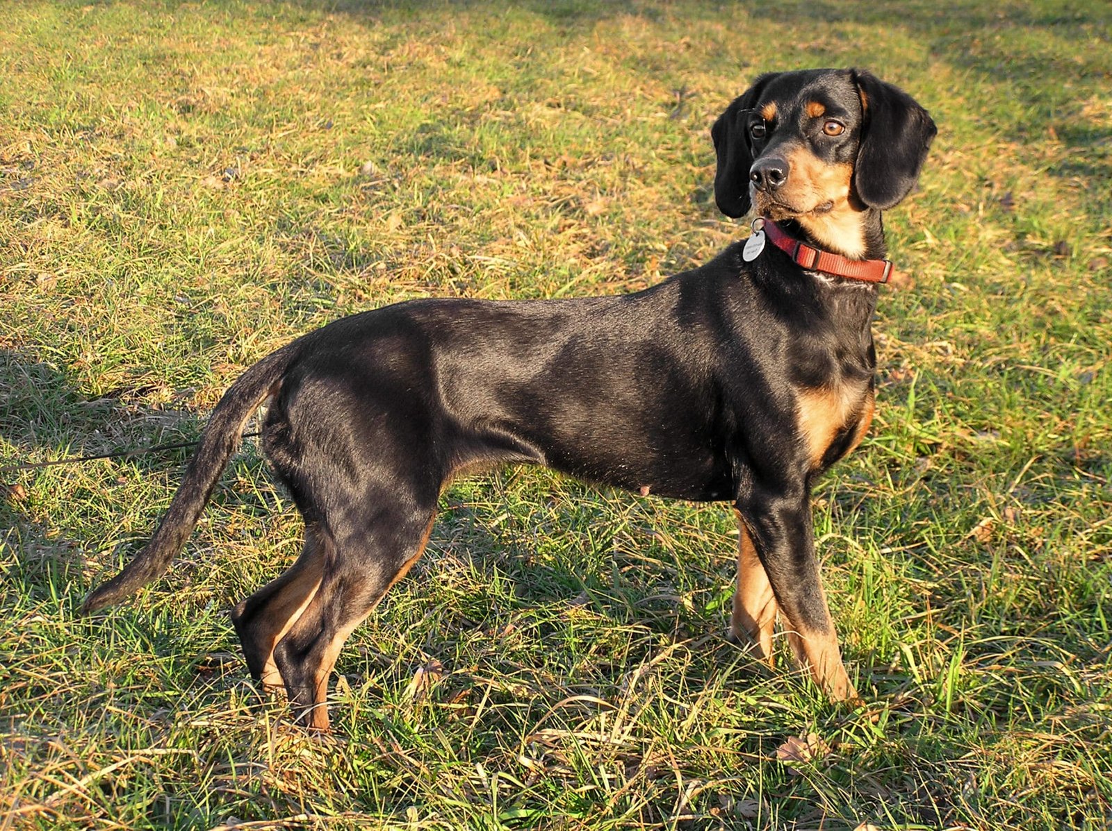 Rasseporträt: Bayerischer Gebirgsschweißhund – Weidwerk